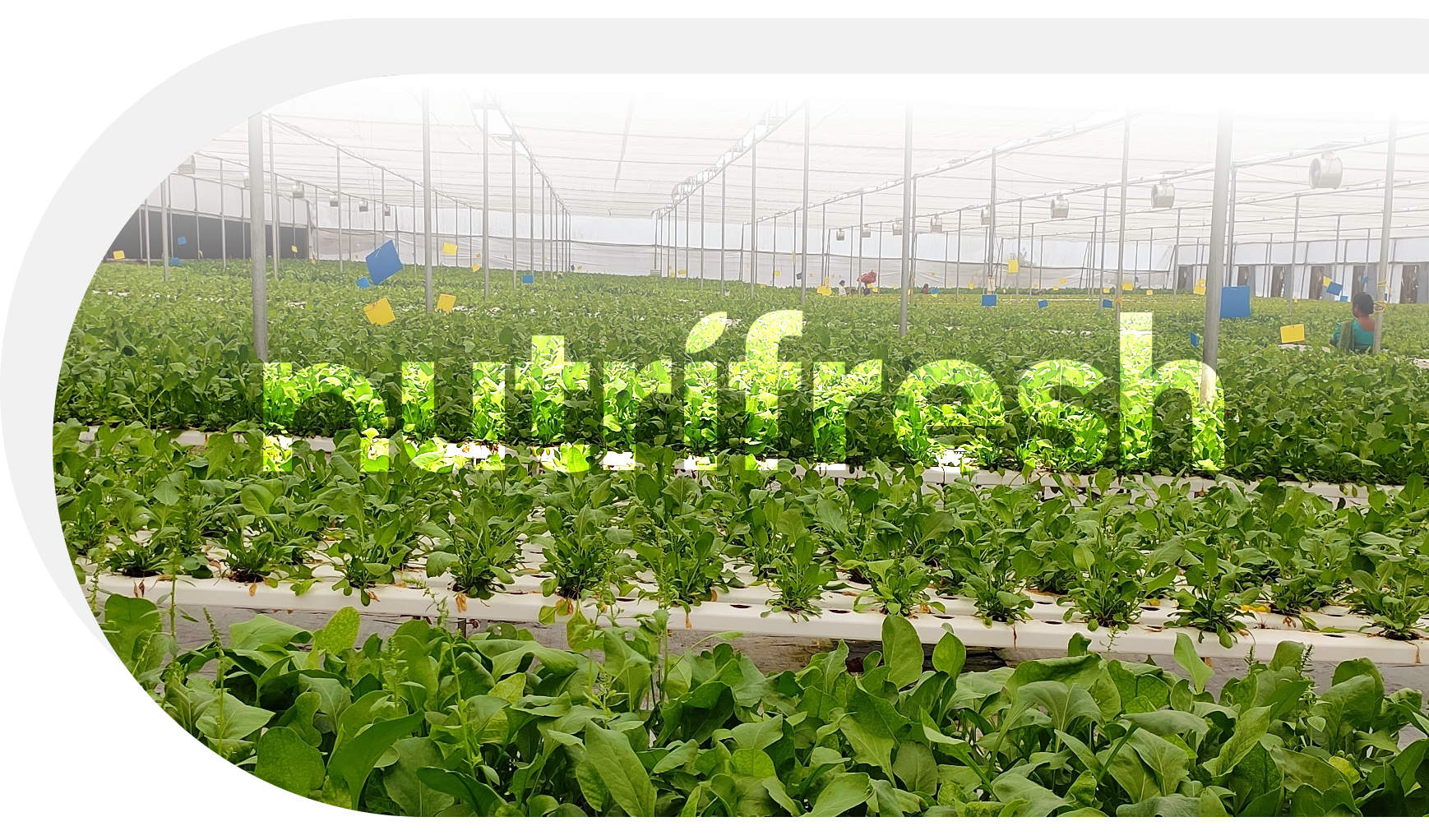 Nutrifresh | Agriculture Company